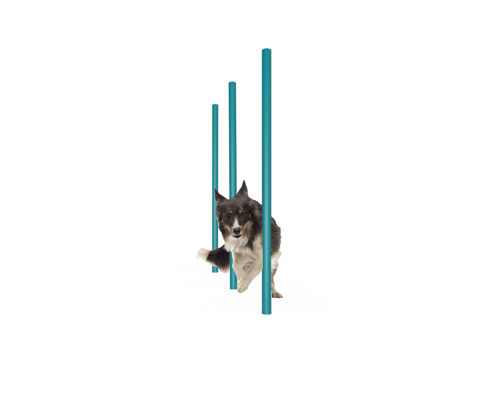 Weave Poles for Dog's Outdoor Play | LTC