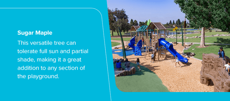 6 Best Trees for Playground Landscaping | Little Tikes Commercial